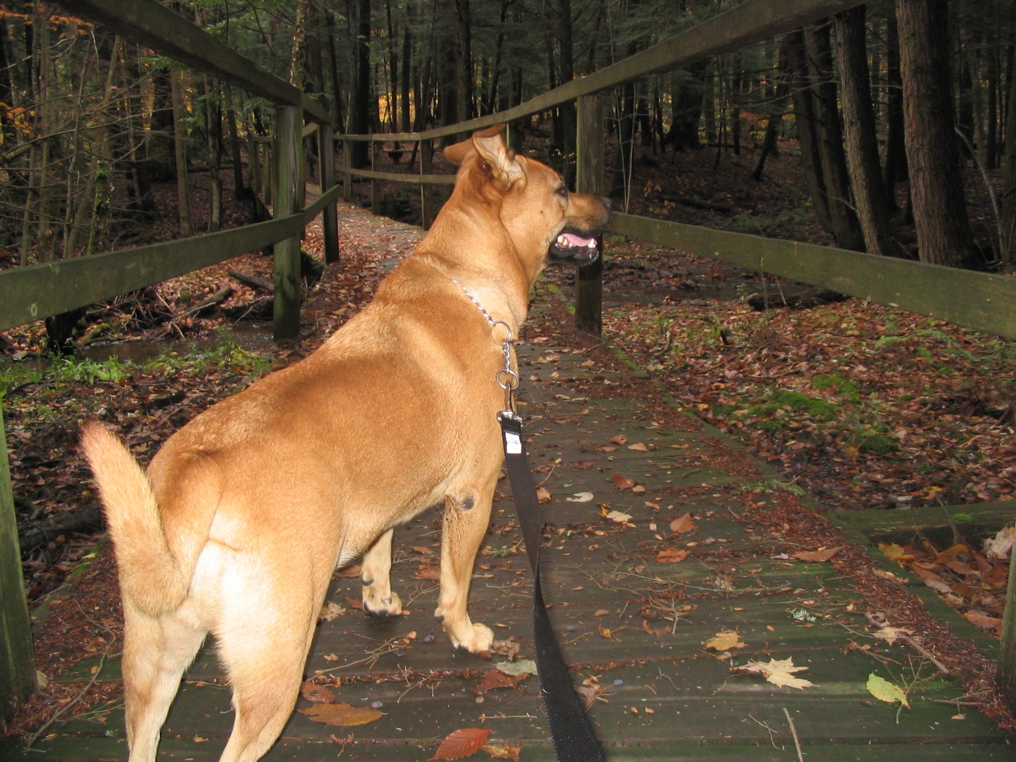 Heiberg Memorial Forest